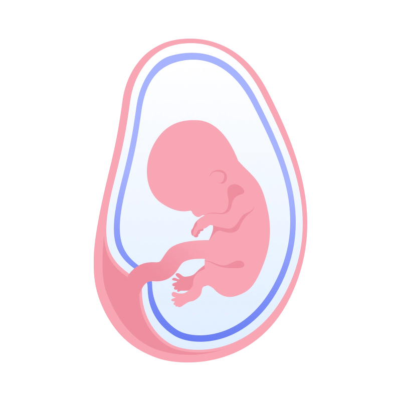 Gravid i vecka 10 - vad händer denna veckan? | Knodd