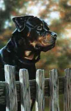 The Omen Rottweiler