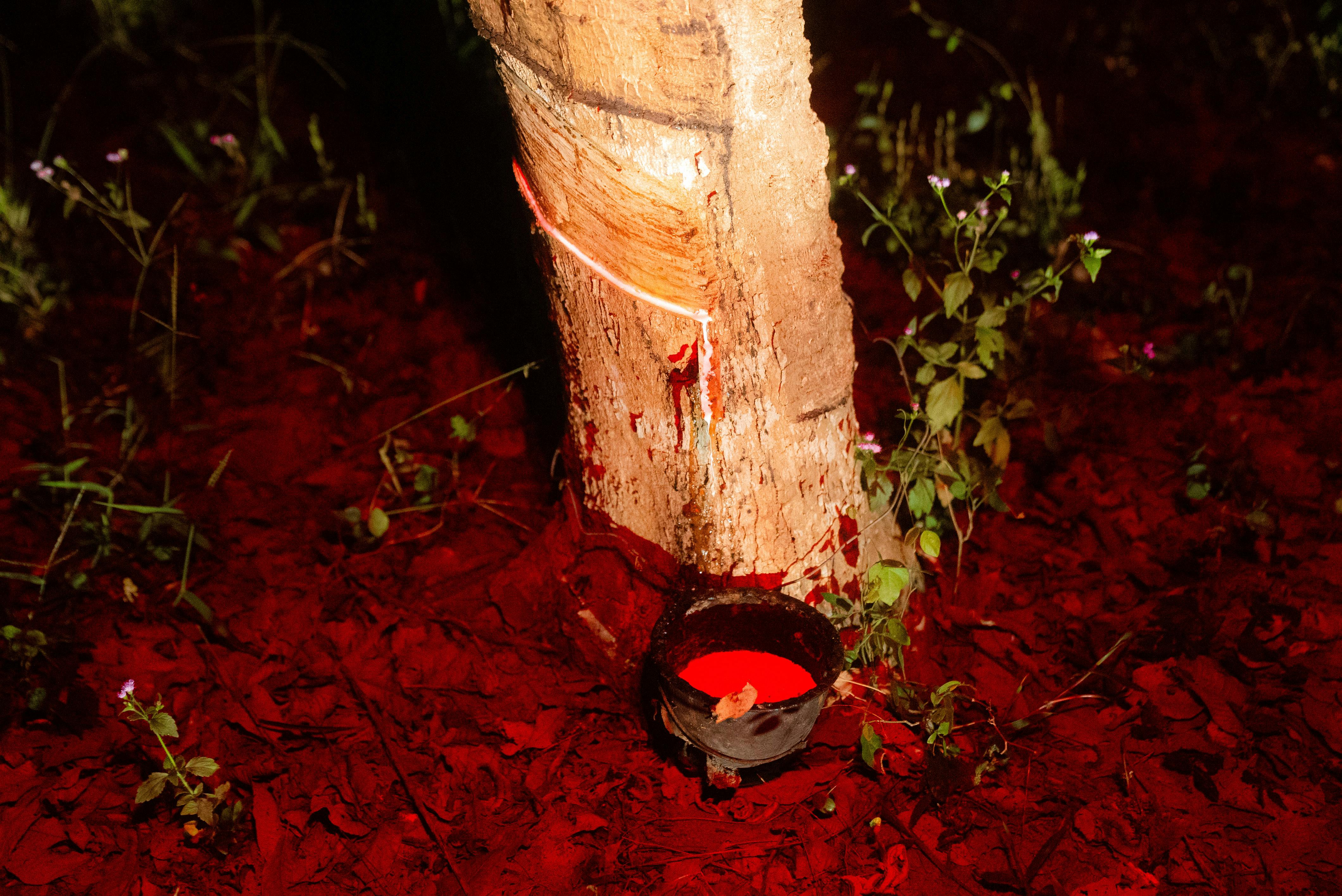 Rubber Dreams of its Lifetime