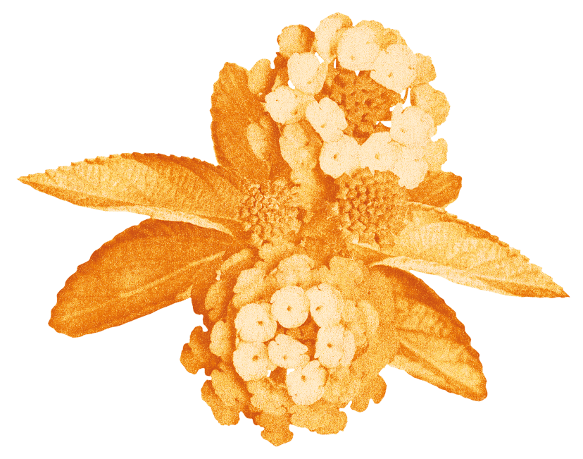 Lantana London Bridge