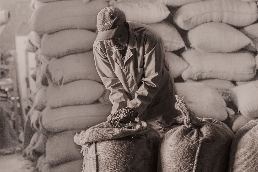 Kafa Forest Coffee, the mother of all coffees