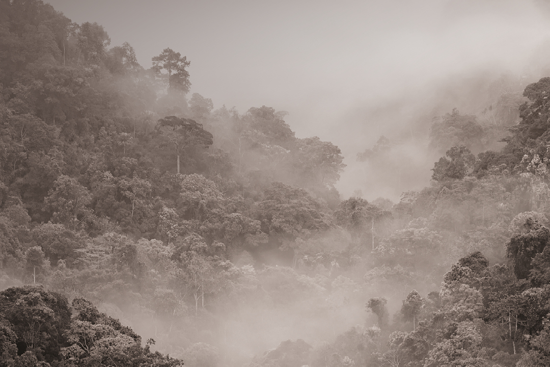 Kafa Forest Coffee, the mother of all coffees