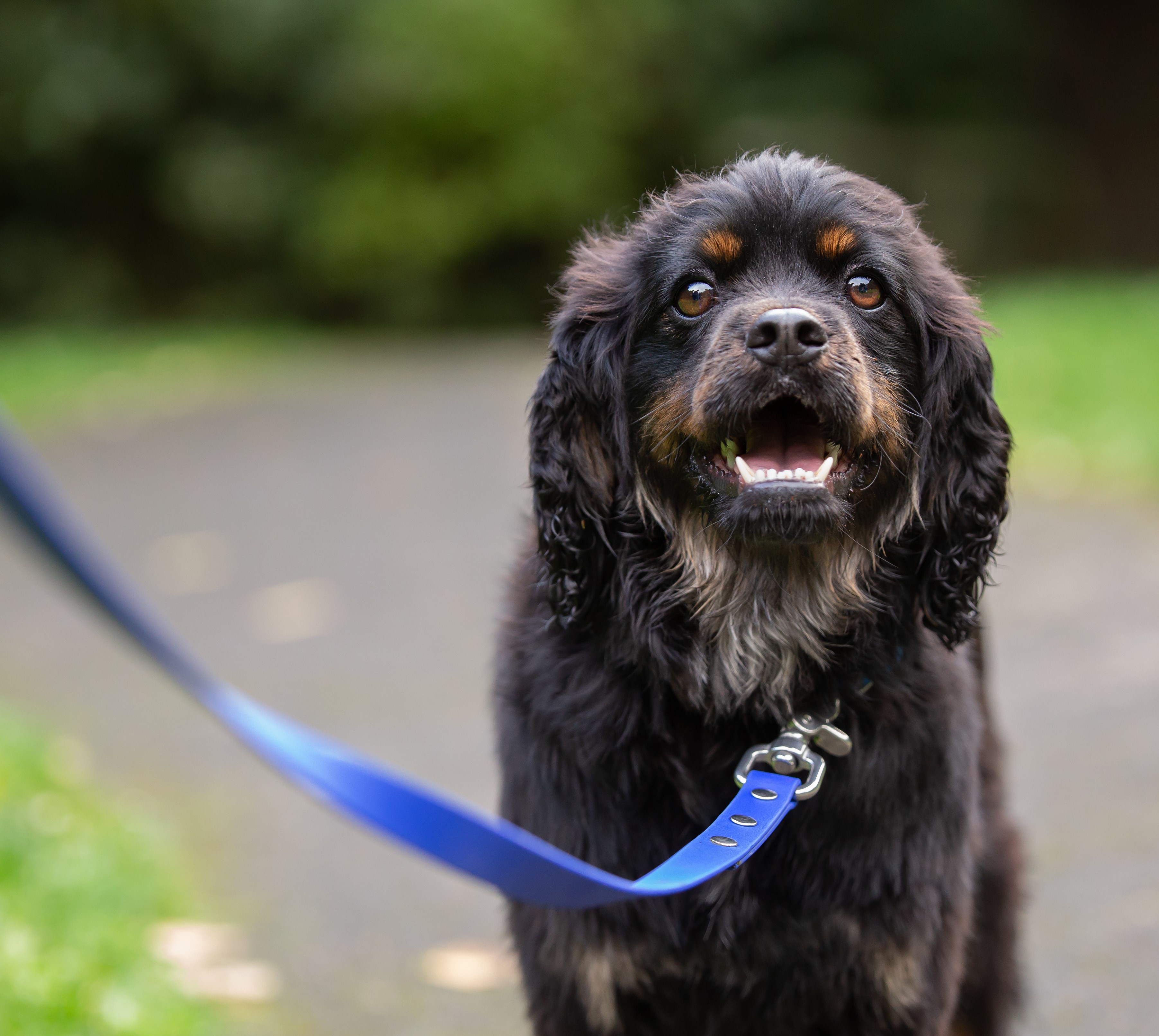 Customised Dog Gear | Led & Collared NZ