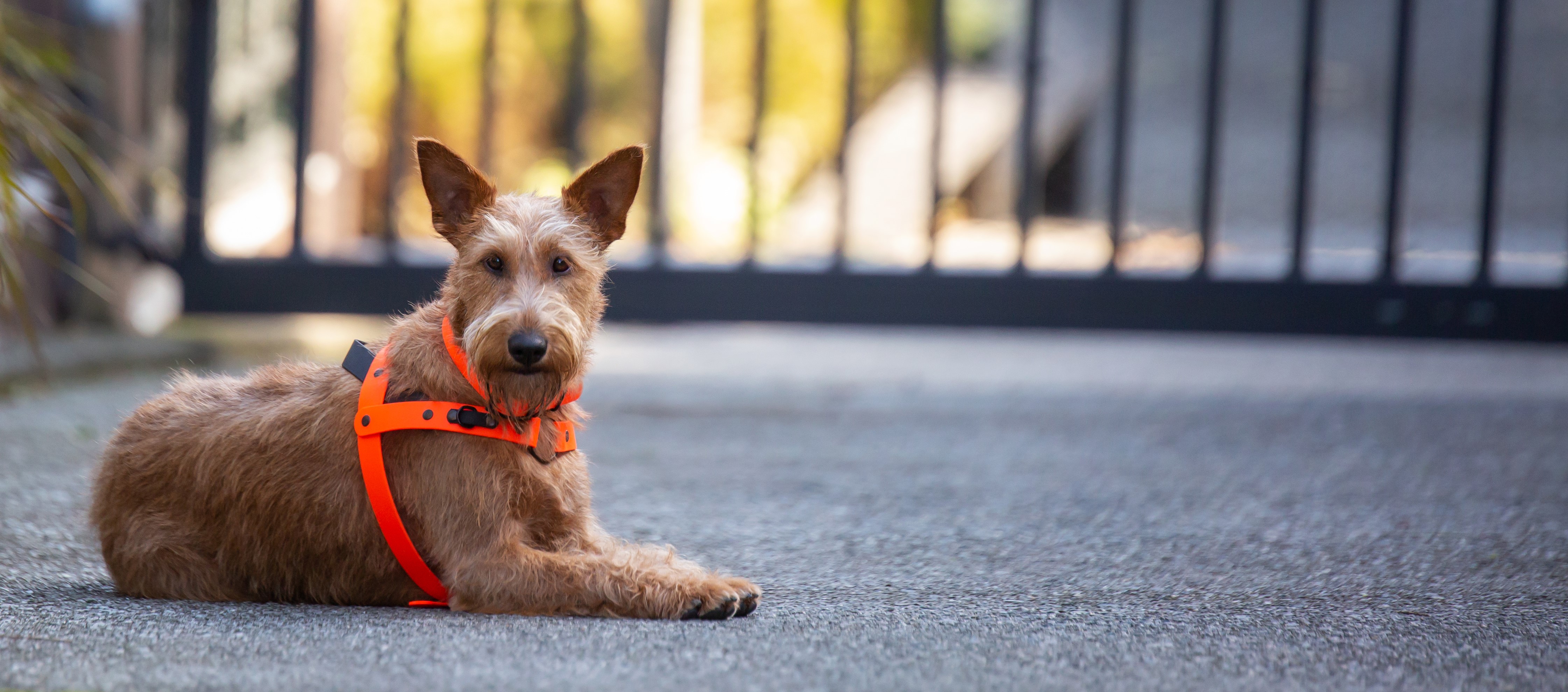 Custom Dog Harnesses | Led & Collared NZ