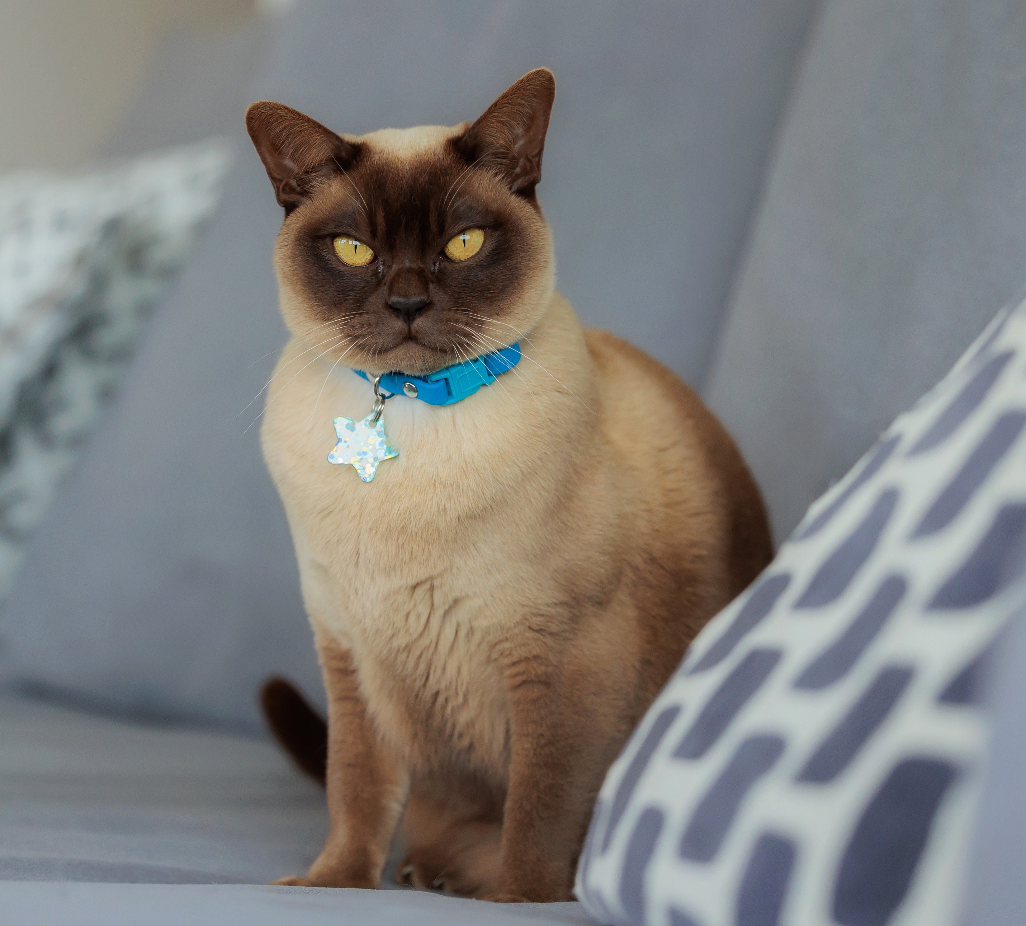 Cat Collars & Bells | BioThane® | Made in NZ