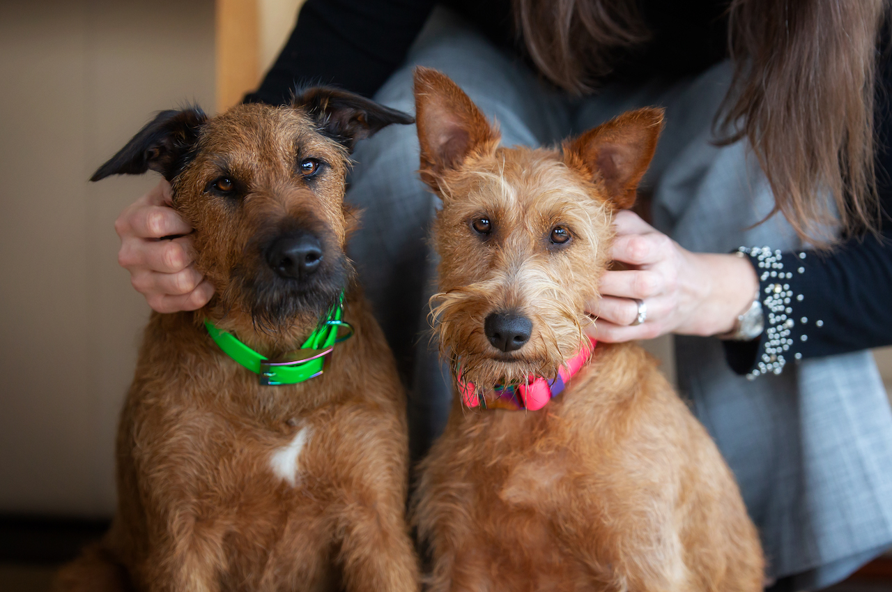 Customised Dog Gear | Led & Collared | Made in NZ