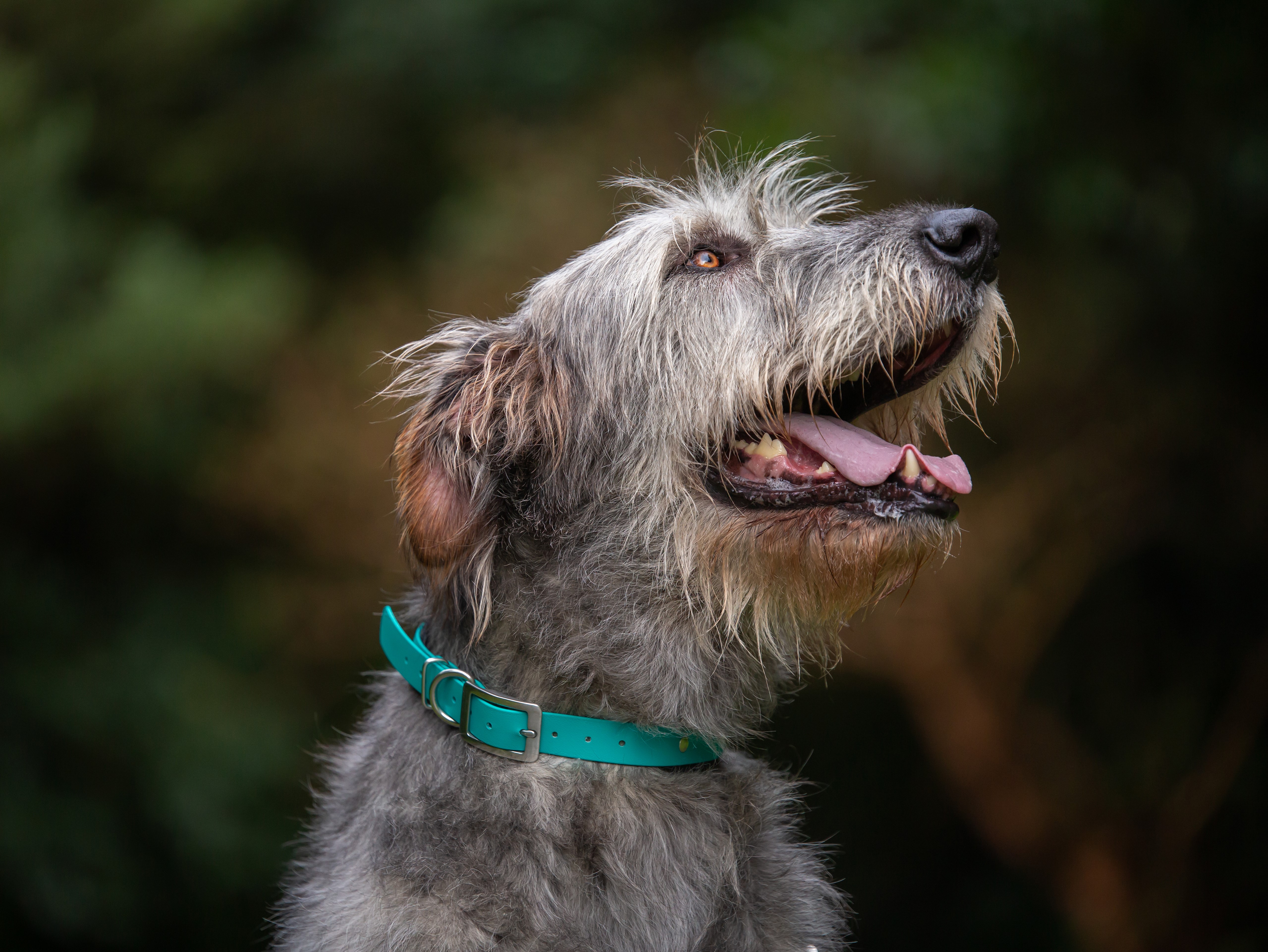 Custom Dog Collars | Led & Collared NZ