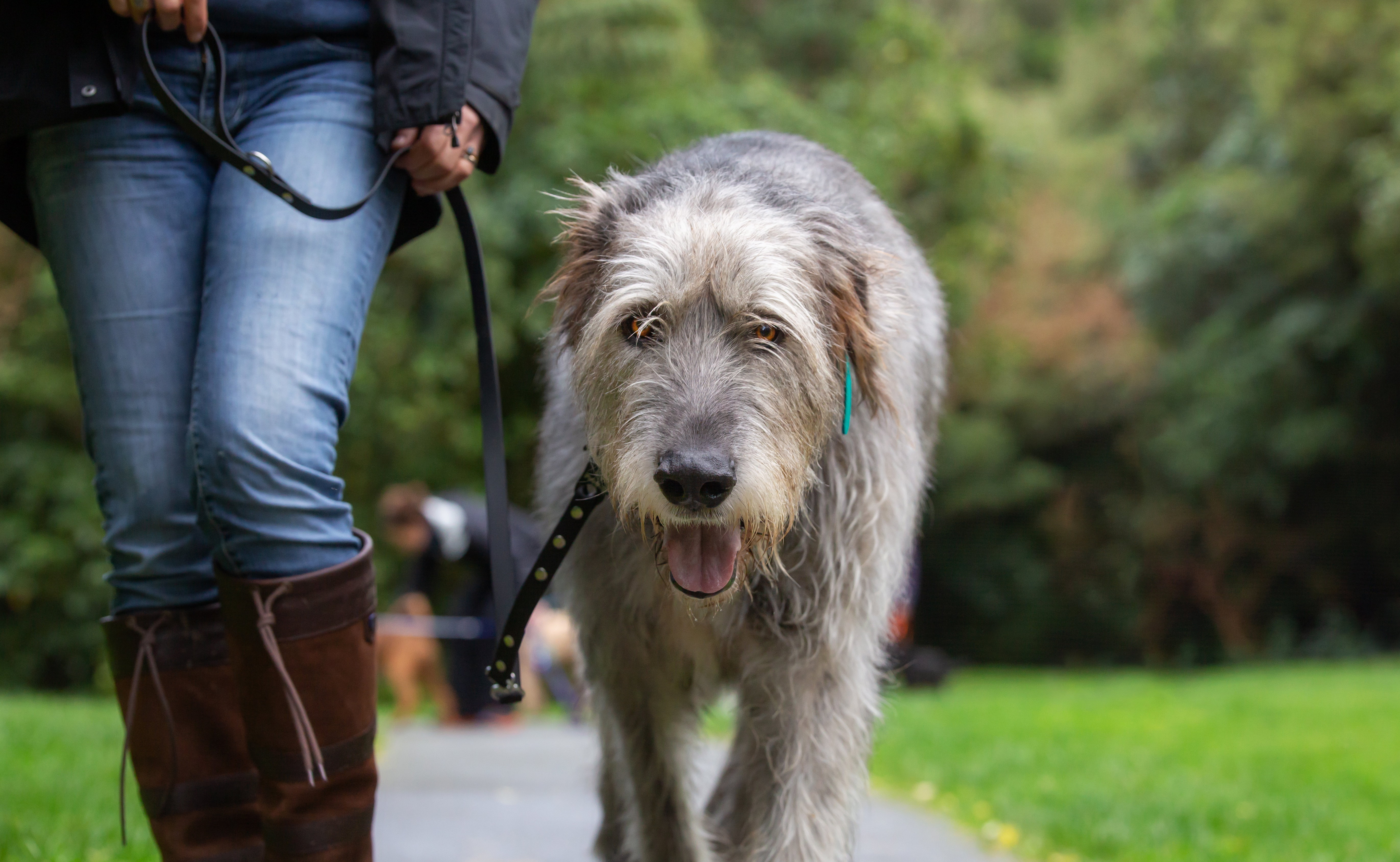 Custom Dog Gear | Led & Collared NZ