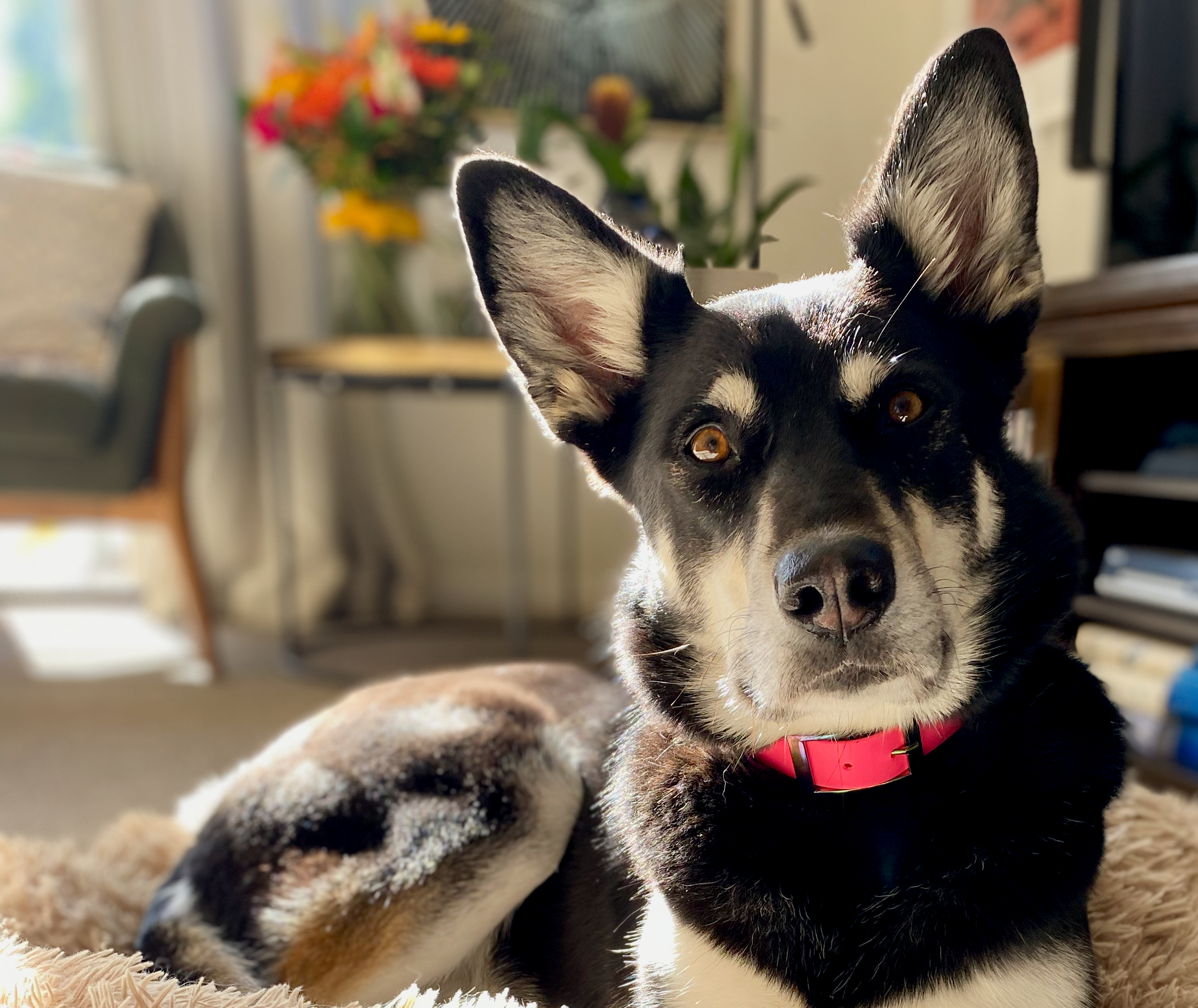 Customised Dog Gear | Led & Collared NZ