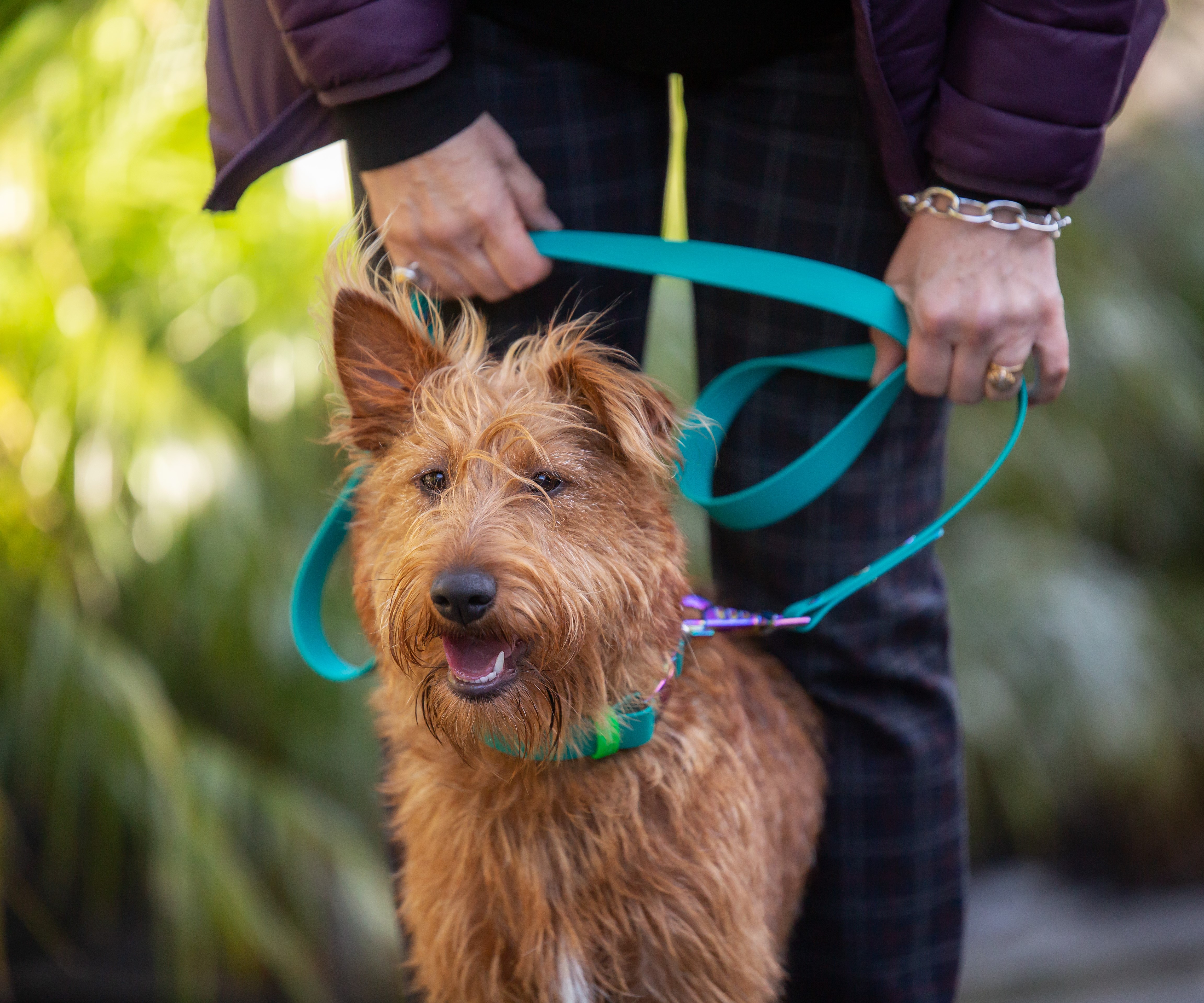 Custom Dog Leads | Led & Collared NZ