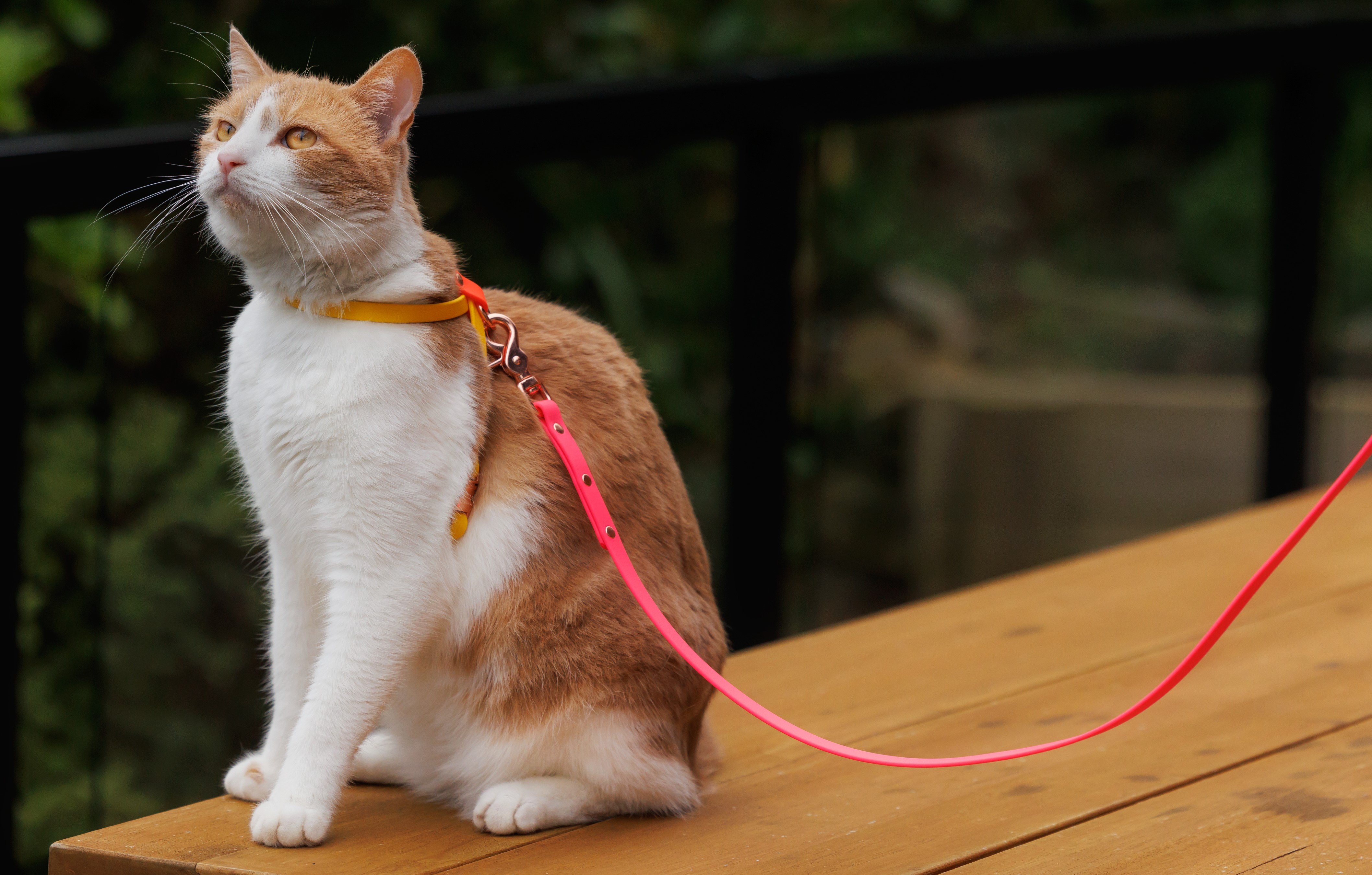 Custom Cat Leads | Led & Collared NZ