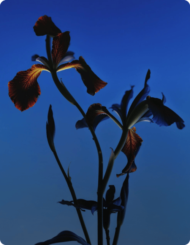 AI Image Upscaler - Sharpen Images Online for Free | Leonardo AI