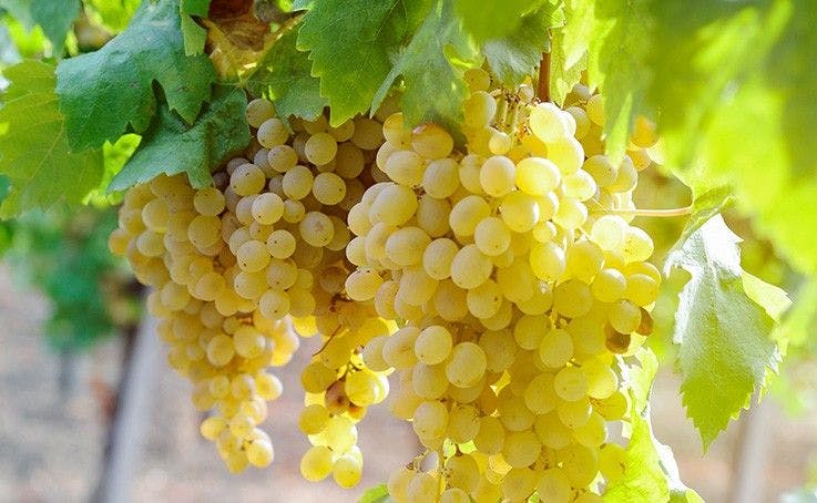 Cépage de vin blanc : tout savoir du chenin