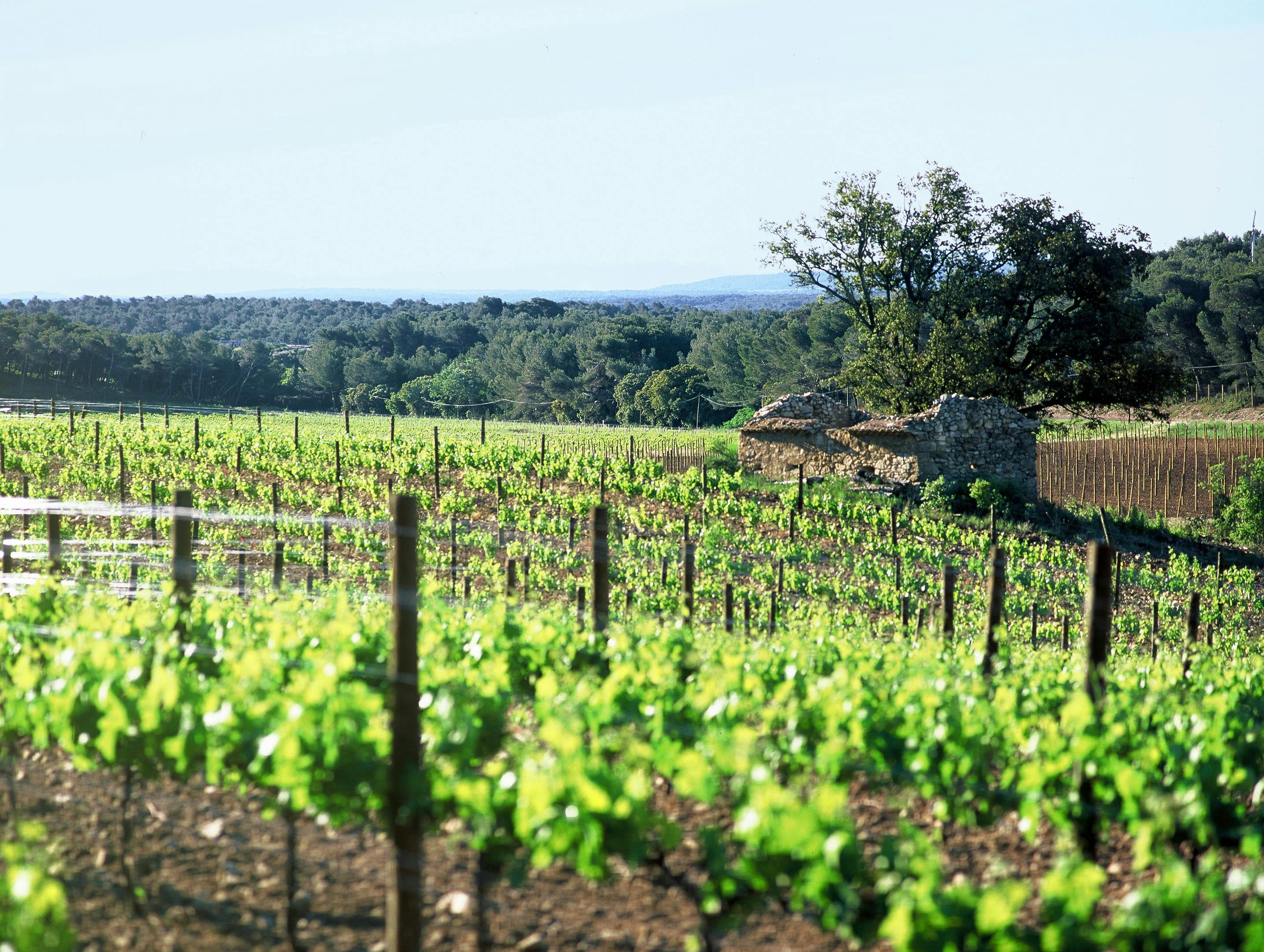L'évolution du vin et de la vigne à travers le temps