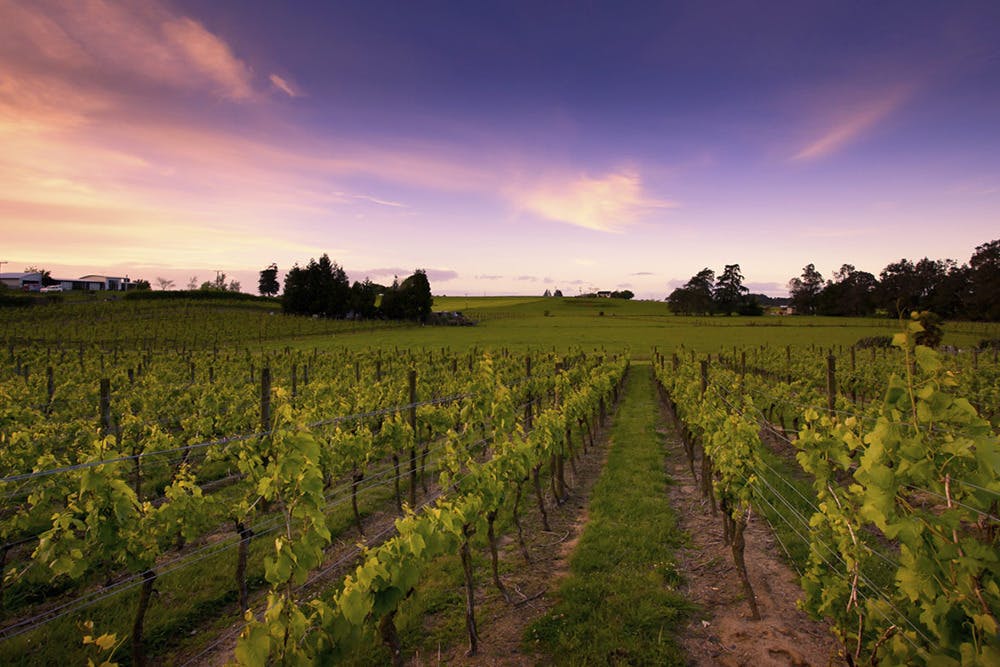 Discover Nelson, the sunshine of New Zealand wines - Oenotourisme Monde