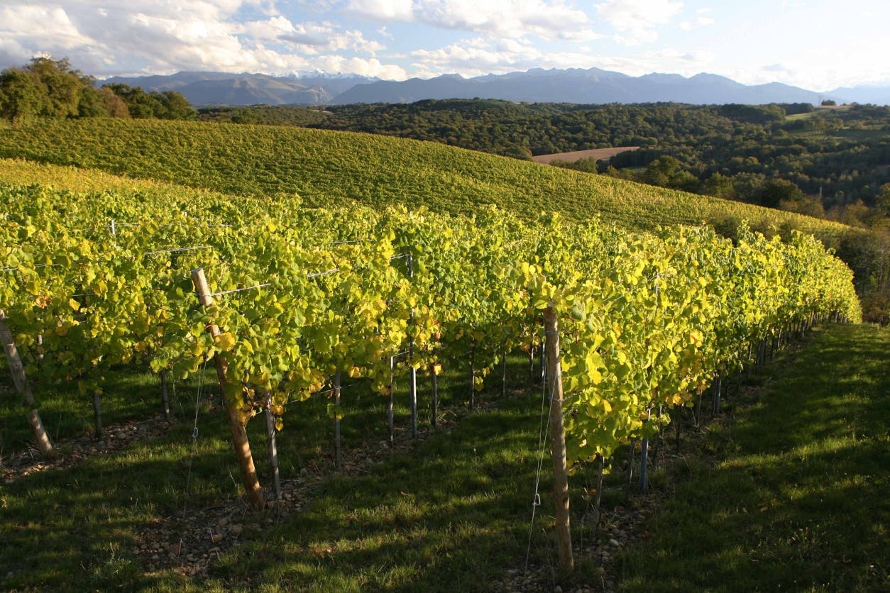 Jurançon Wine Route | Itinerary, Domain Visit & Wine Tasting
