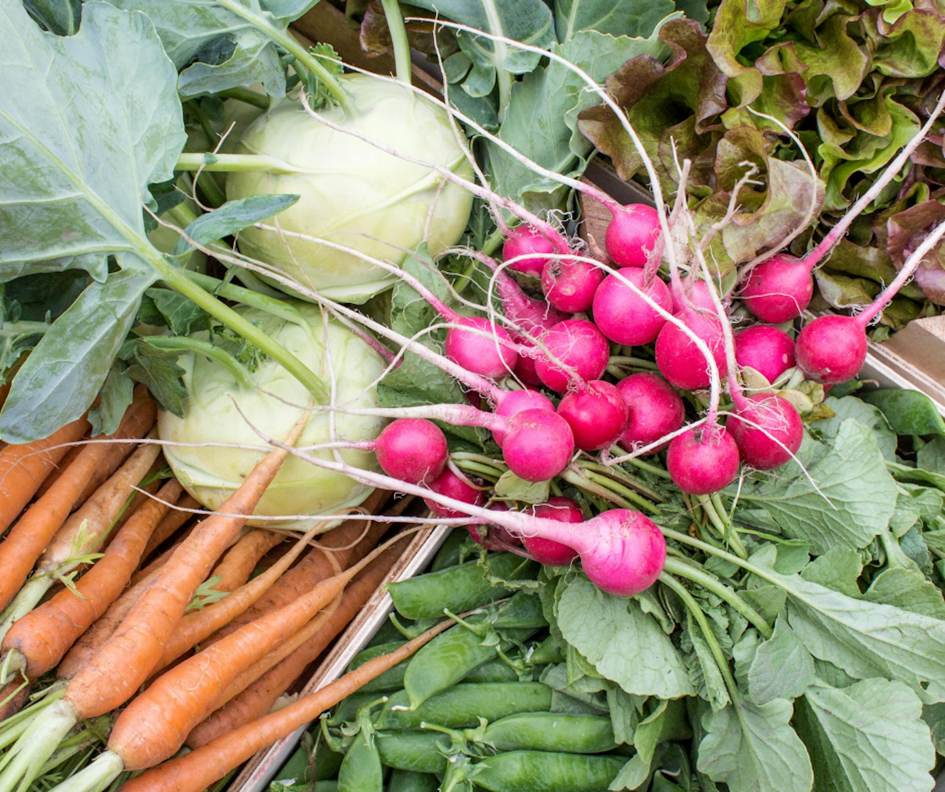 Linette, Circuit Court