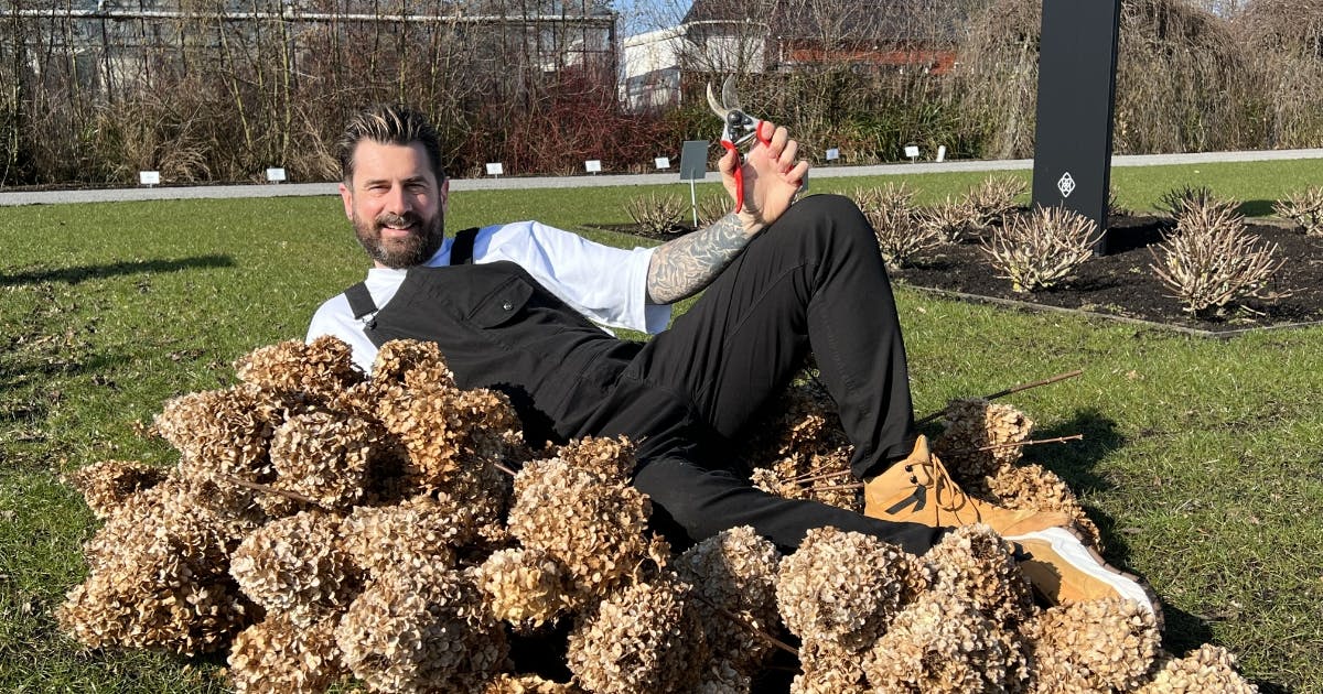 hydrangea paniculata tree pruning