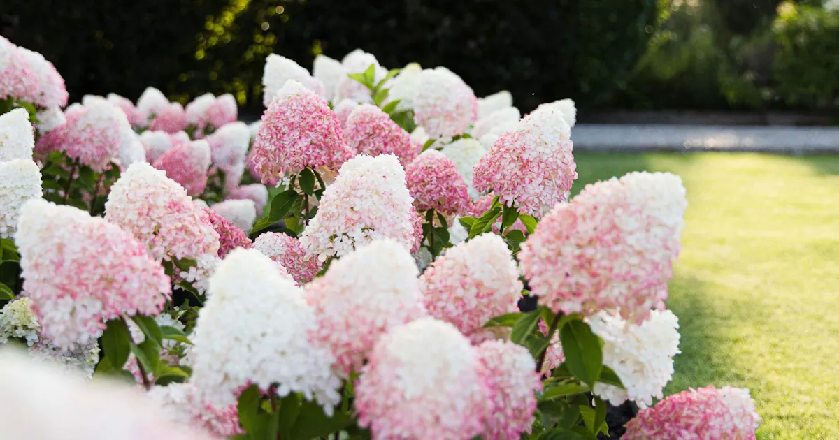 How to plant a panicle Hydrangea?