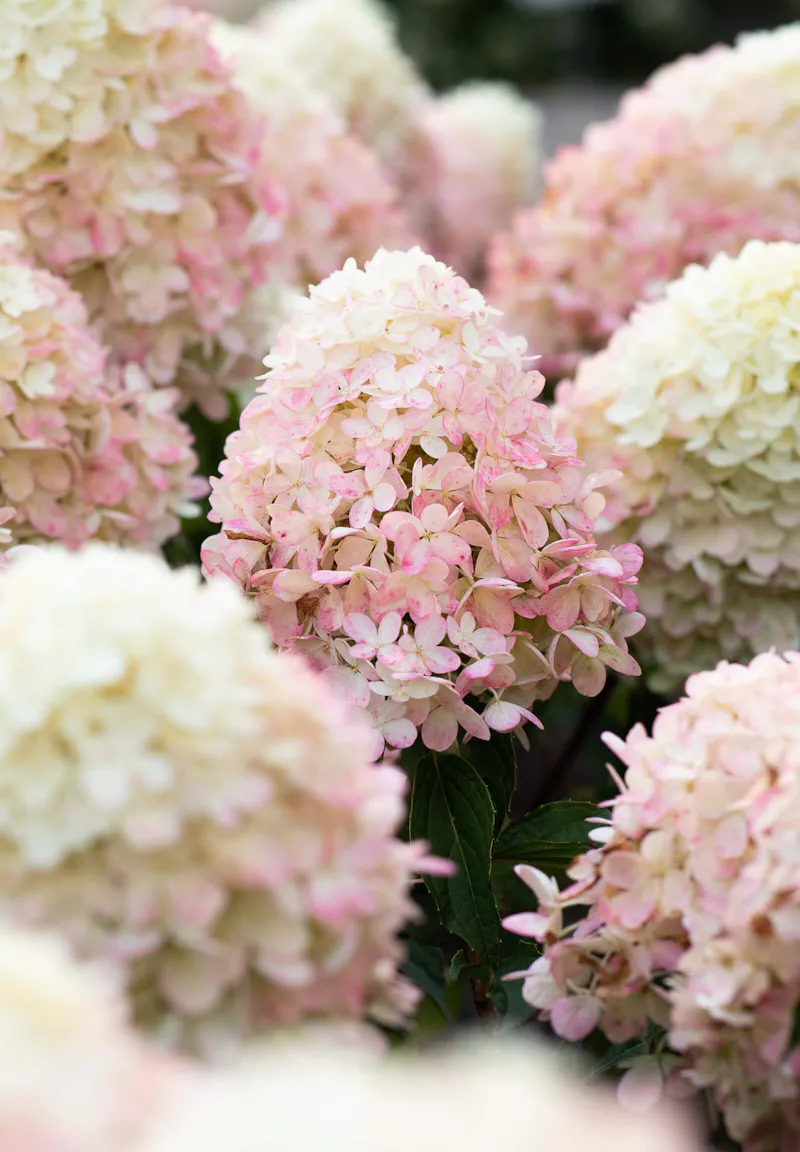 Hydrangea paniculata Living Royal Flower®
