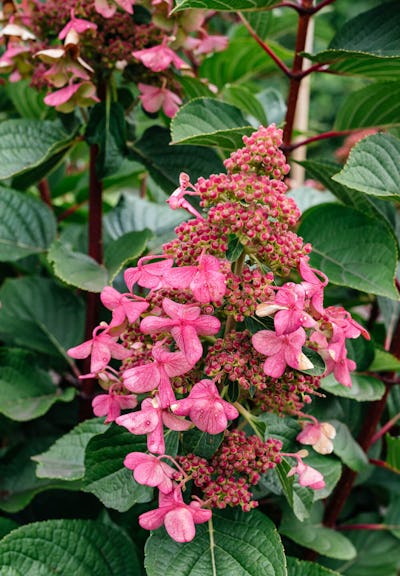 Hydrangea paniculata Living Infinity®