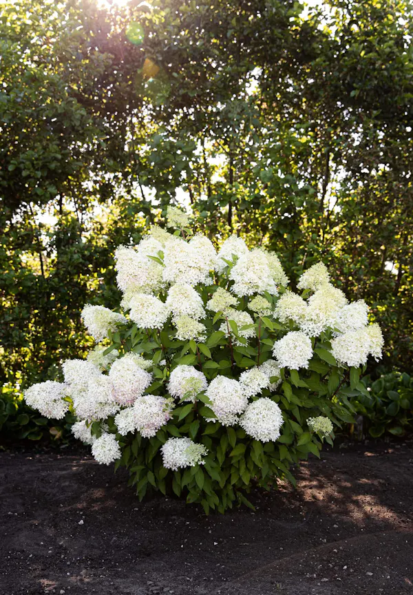 Hydrangea paniculata Living Royal Flower®