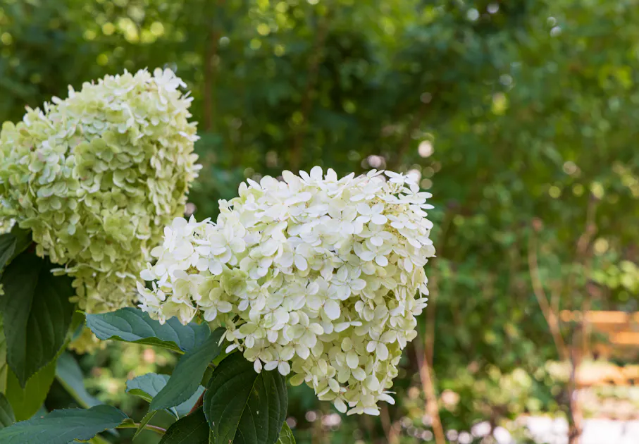 Hydrangea Paniculata Kyushu