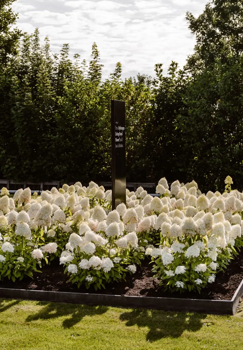 Hydrangea paniculata Living Royal Flower®