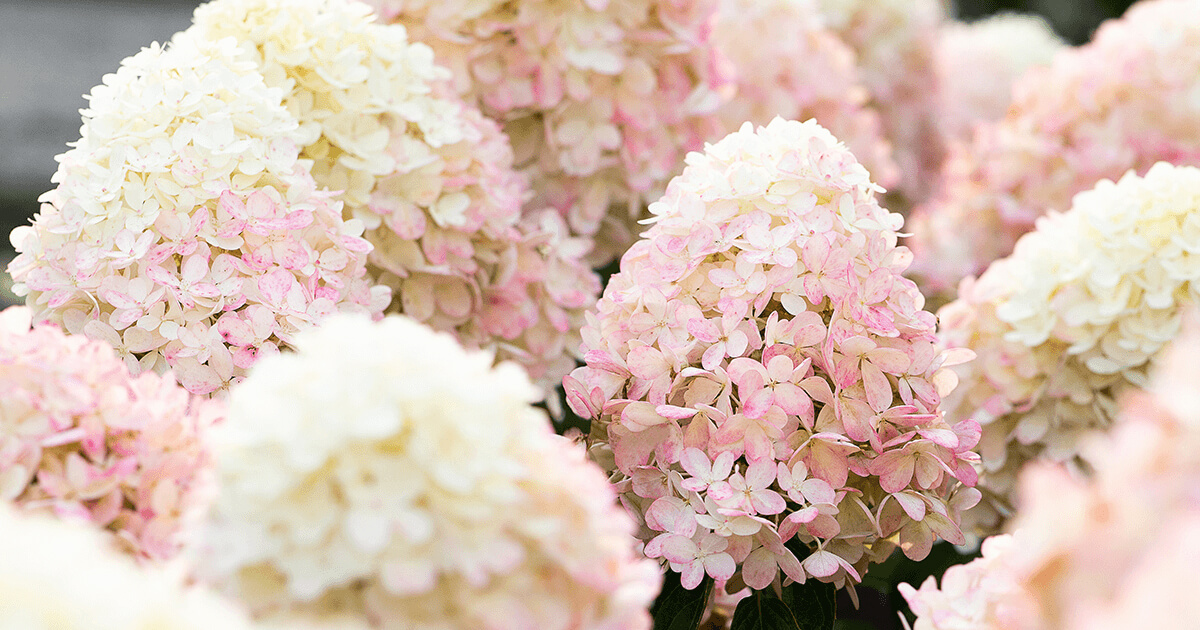 Hydrangea paniculata Living Raspberry Pink®