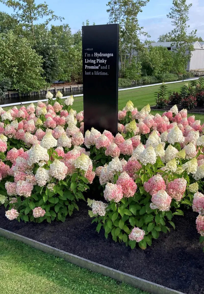 Hydrangea paniculata Living Pinky Promise®