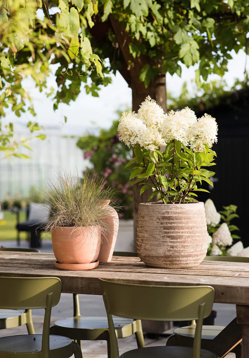 Hydrangea paniculata Living Royal Flower®