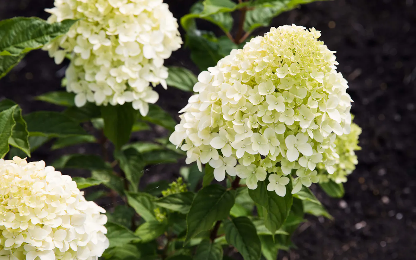 Hydrangea paniculata Living Sugar Rush®