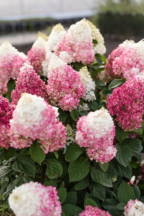 Hydrangea paniculata Living Red Velvet®