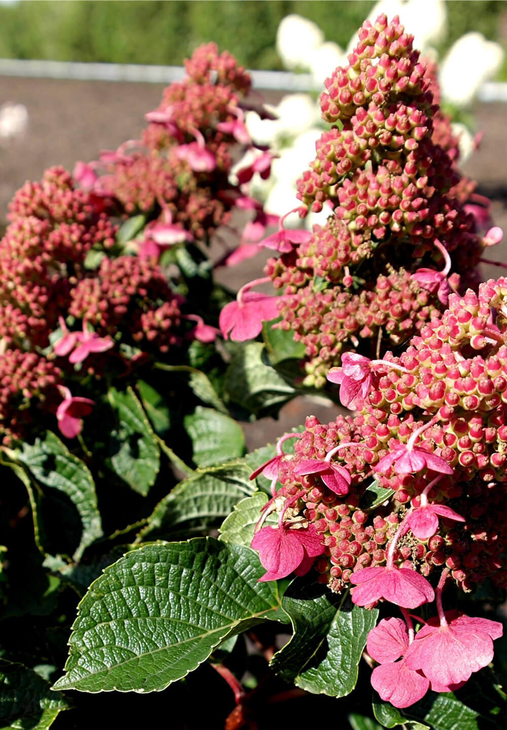 Hydrangea paniculata Living Pinky Promise®