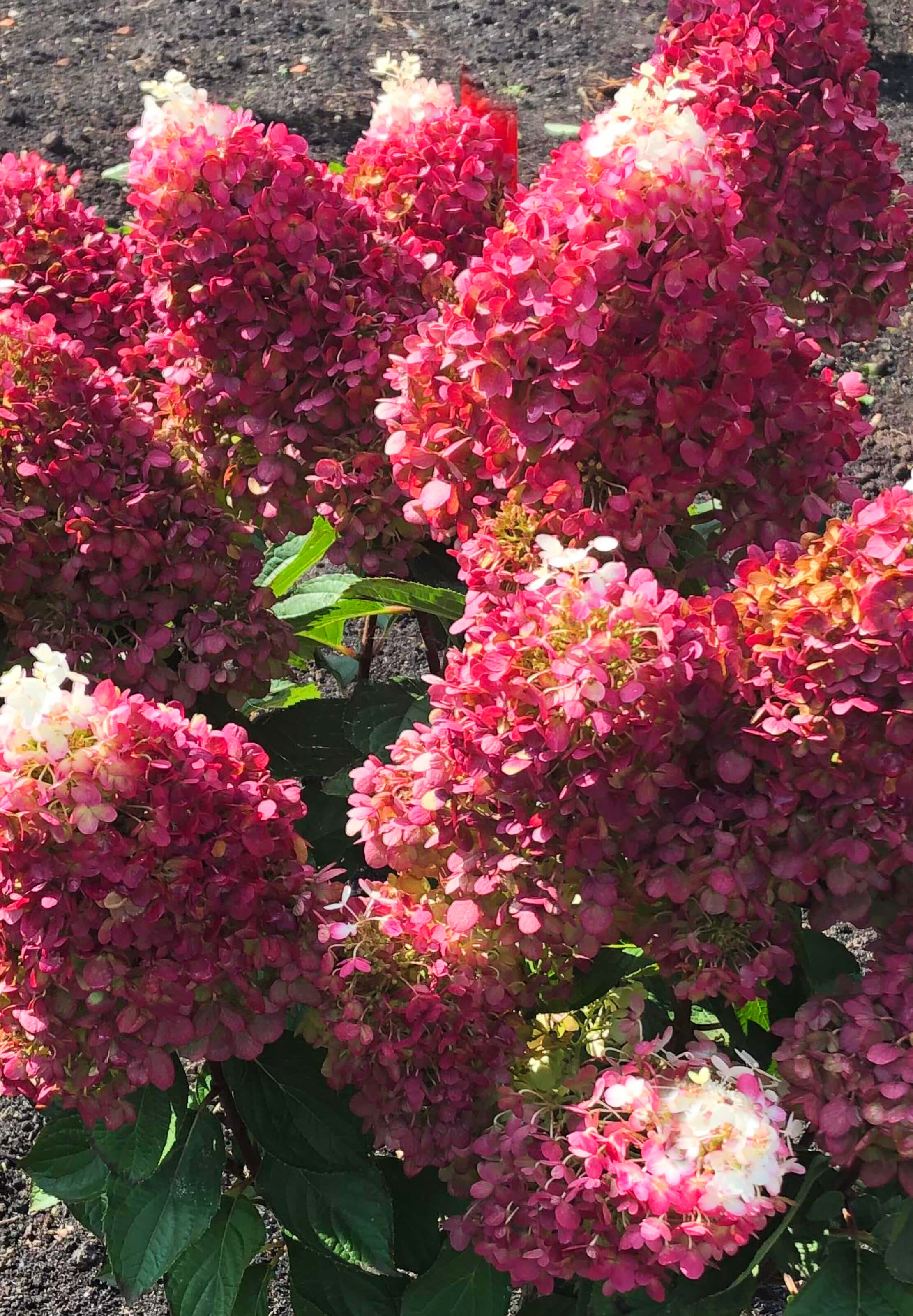 Hydrangea paniculata Living Red Velvet®