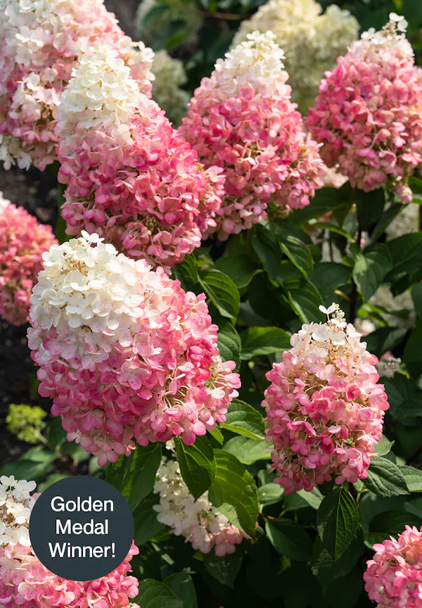 Hydrangea Living Colourful Cocktail®