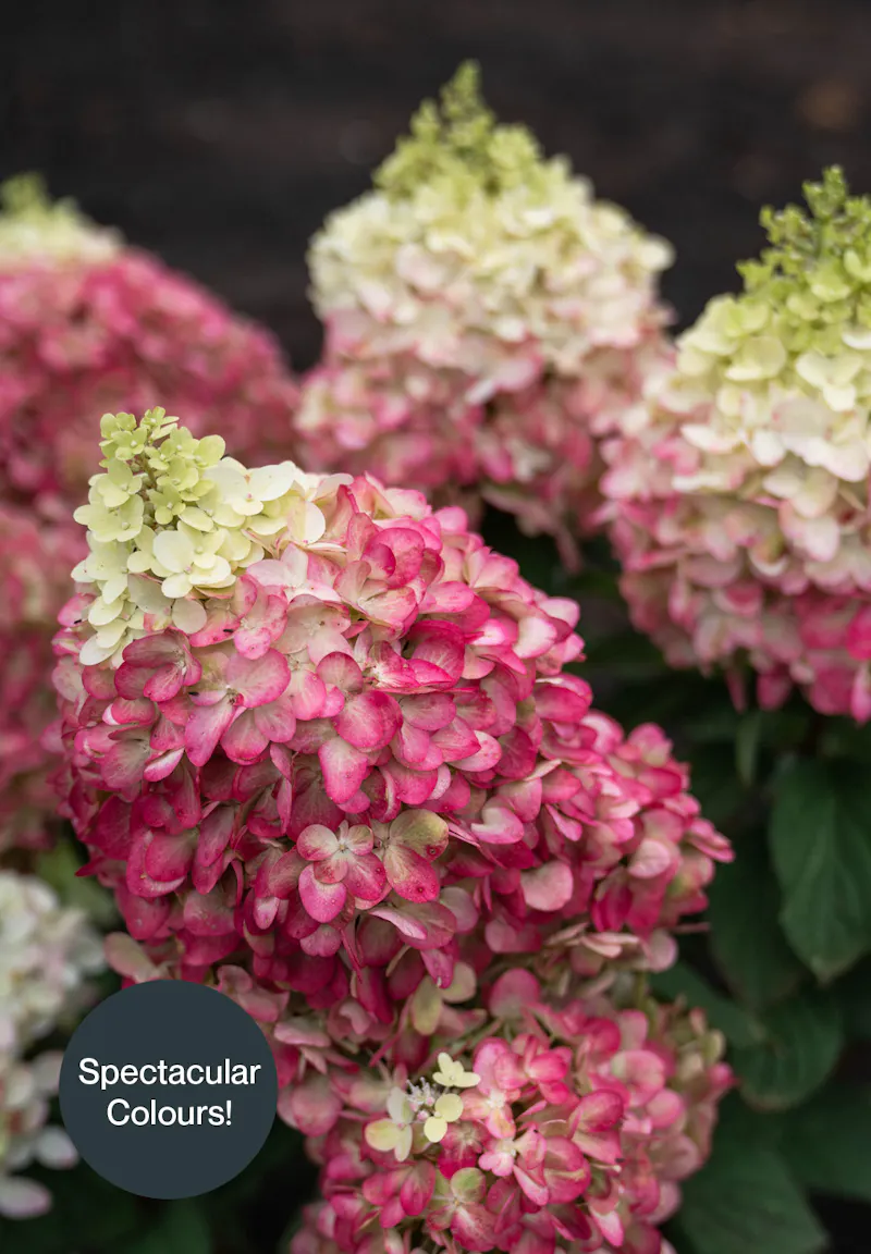 Hydrangea paniculata Living Pinky Promise®