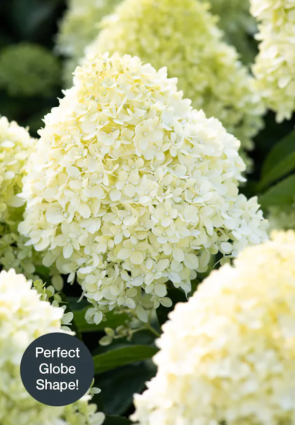 Hydrangea paniculata Living Pinky Promise®
