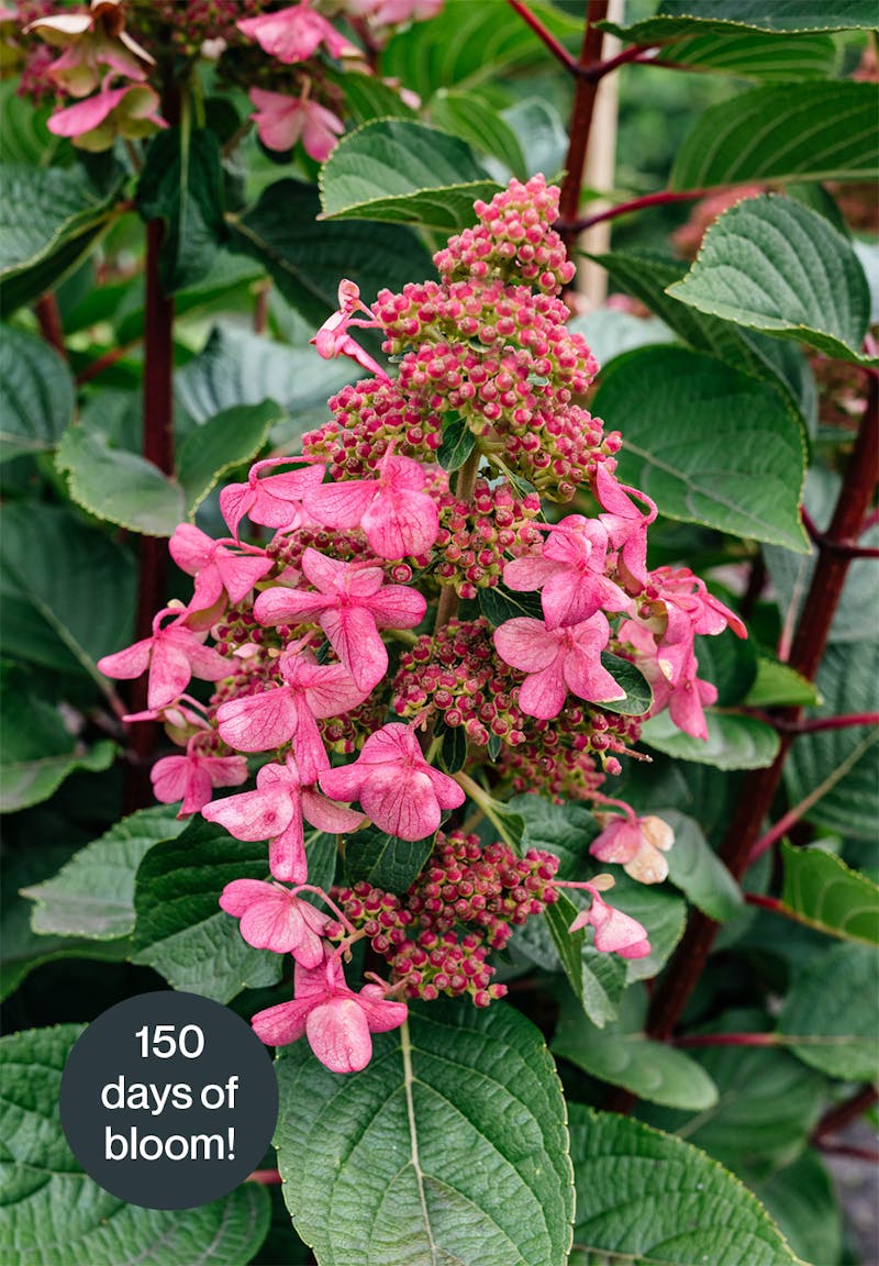 Hydrangea Living Colourful Cocktail®