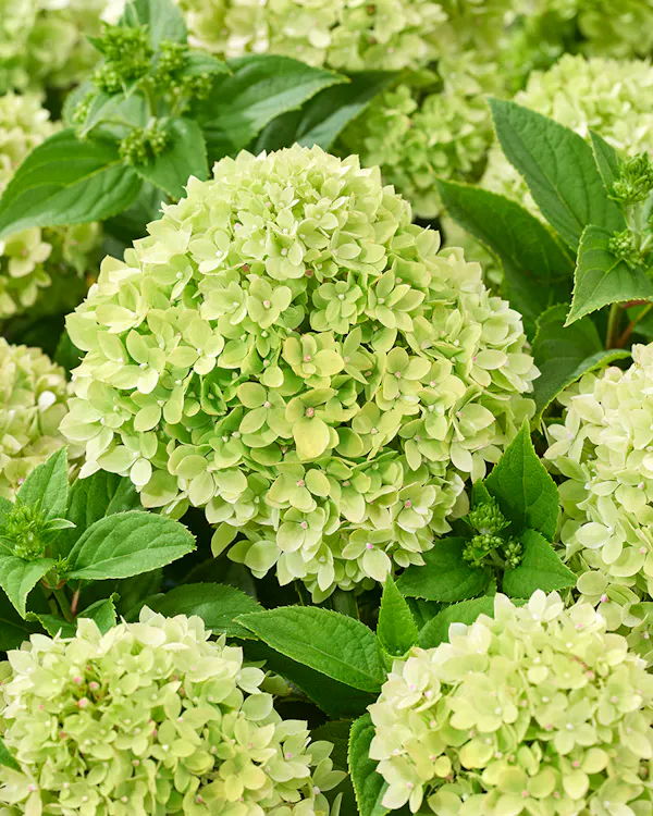 Hydrangea paniculata Living Little Apple®