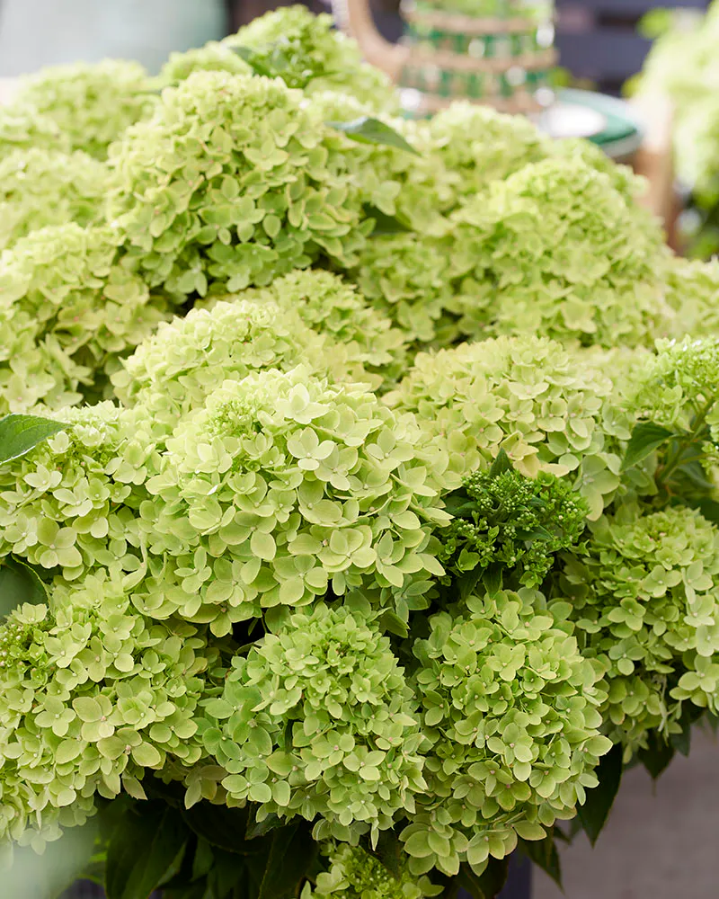 Hydrangea paniculata Living Little Apple®