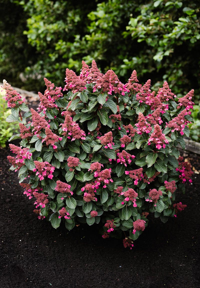 Hydrangea paniculata Living Infinity®