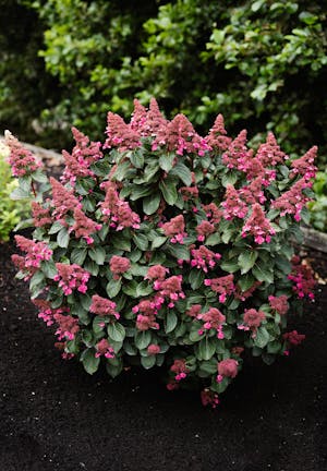 Hydrangea paniculata Living Infinity®