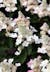 Hydrangea paniculata Living Infinity®