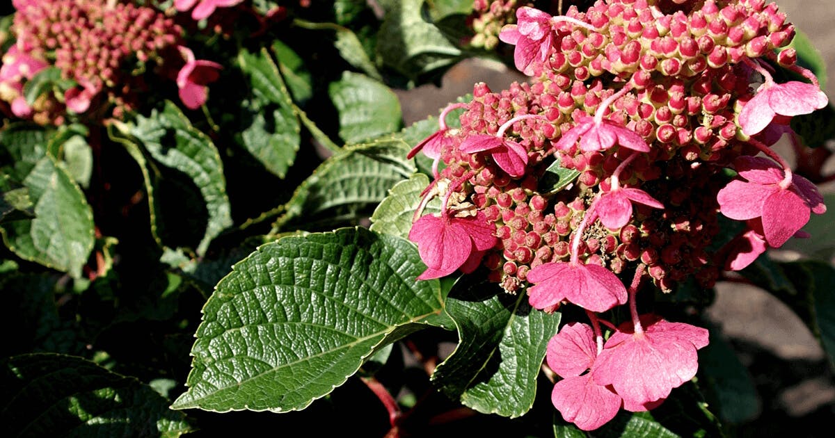 Hydrangea paniculata Living Infinity®