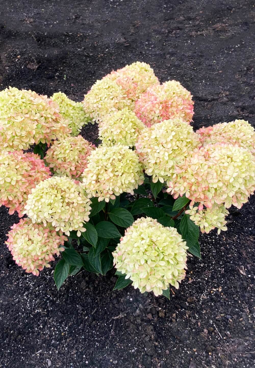Hydrangea paniculata Living Little Love®