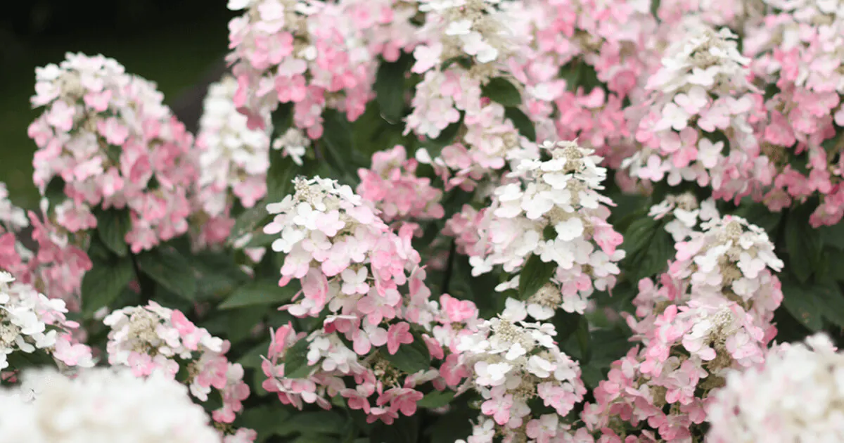 Hydrangea paniculata Living Magical Fire®