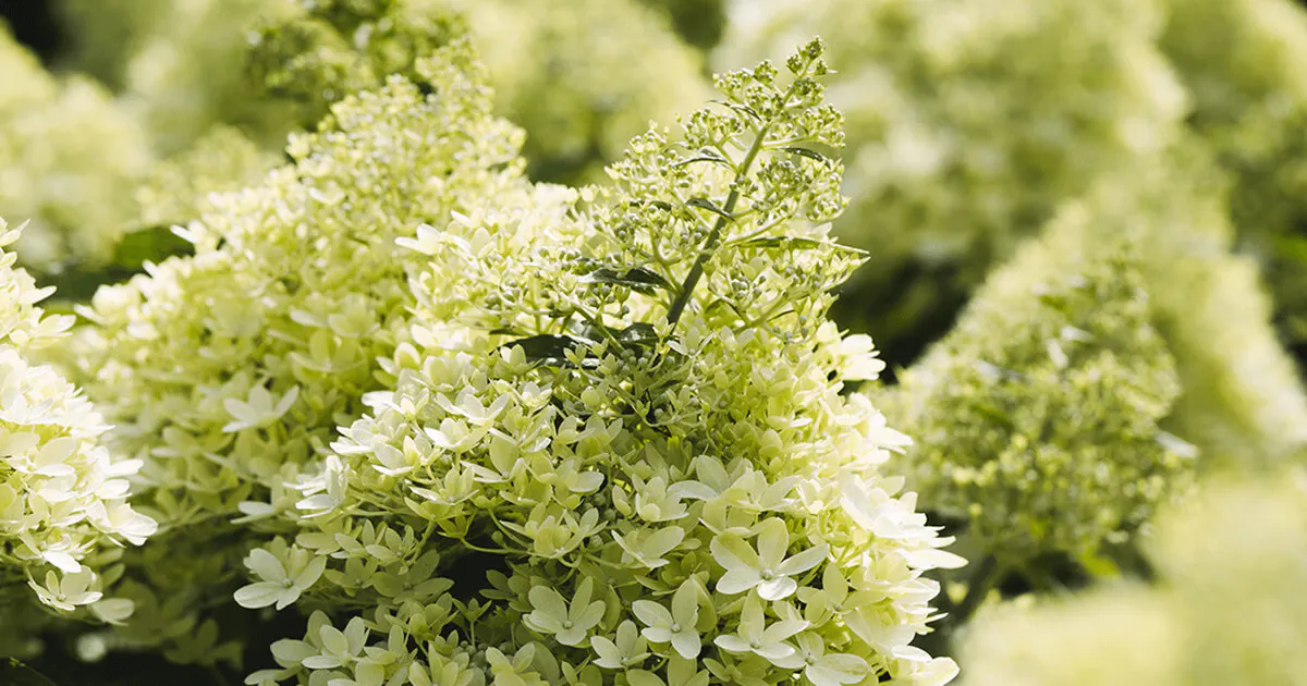 Hydrangea paniculata Living Royal Flower®
