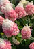 Hydrangea paniculata Living Pinky Promise®