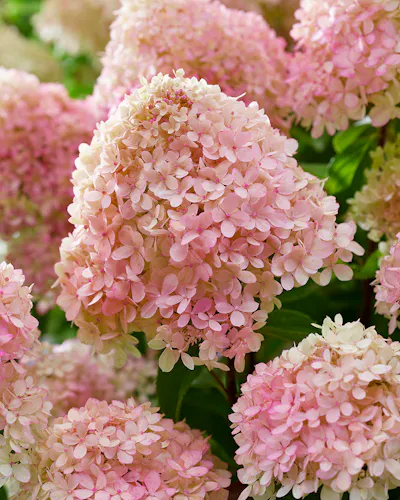Hydrangea Paniculata Living Little Love